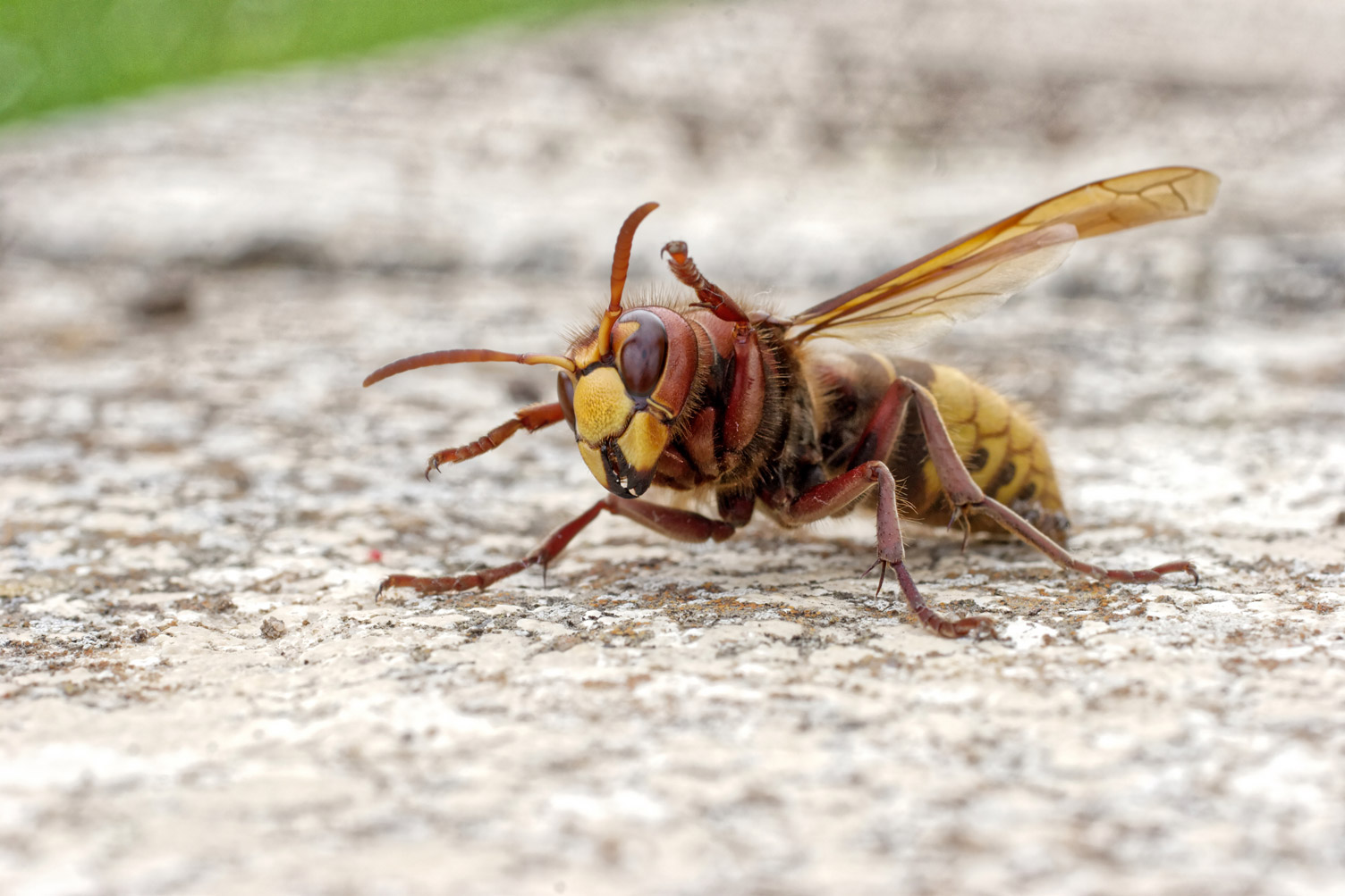 CC Chinon Vienne et Loire